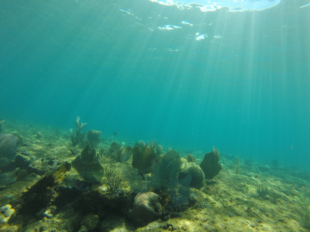 Spring Break 2015: Snorkeling at Tres Palmas Marine Reserve - Crowd ...